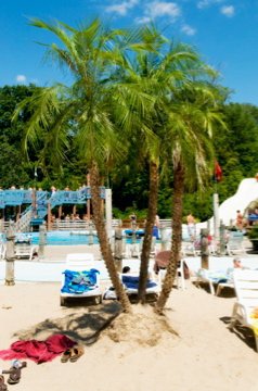 Palm Tree - Family Friendly Cincinnati