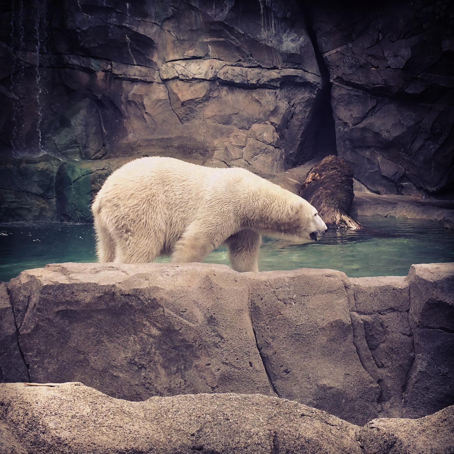 Tips for Visiting The Cincinnati Zoo